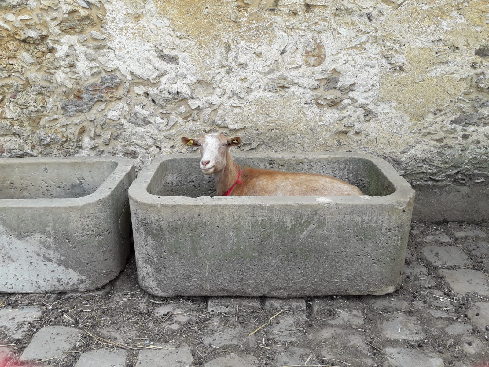 Les animaux de la Ferme sont au frais. - Fondation Assistance aux ...