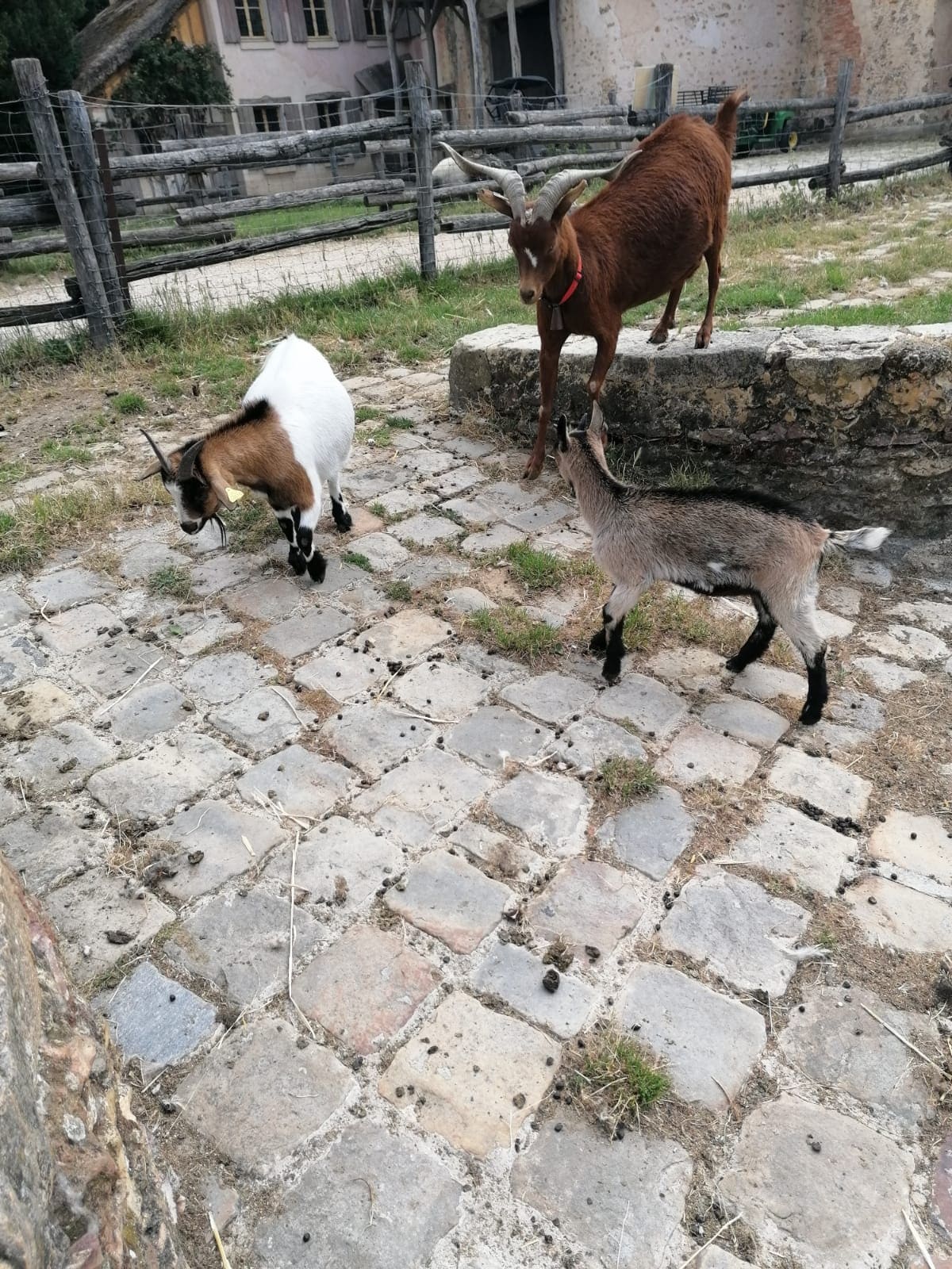 Laissée à l'abandon, une chèvre vivait sur le terrain d'une maison en ...