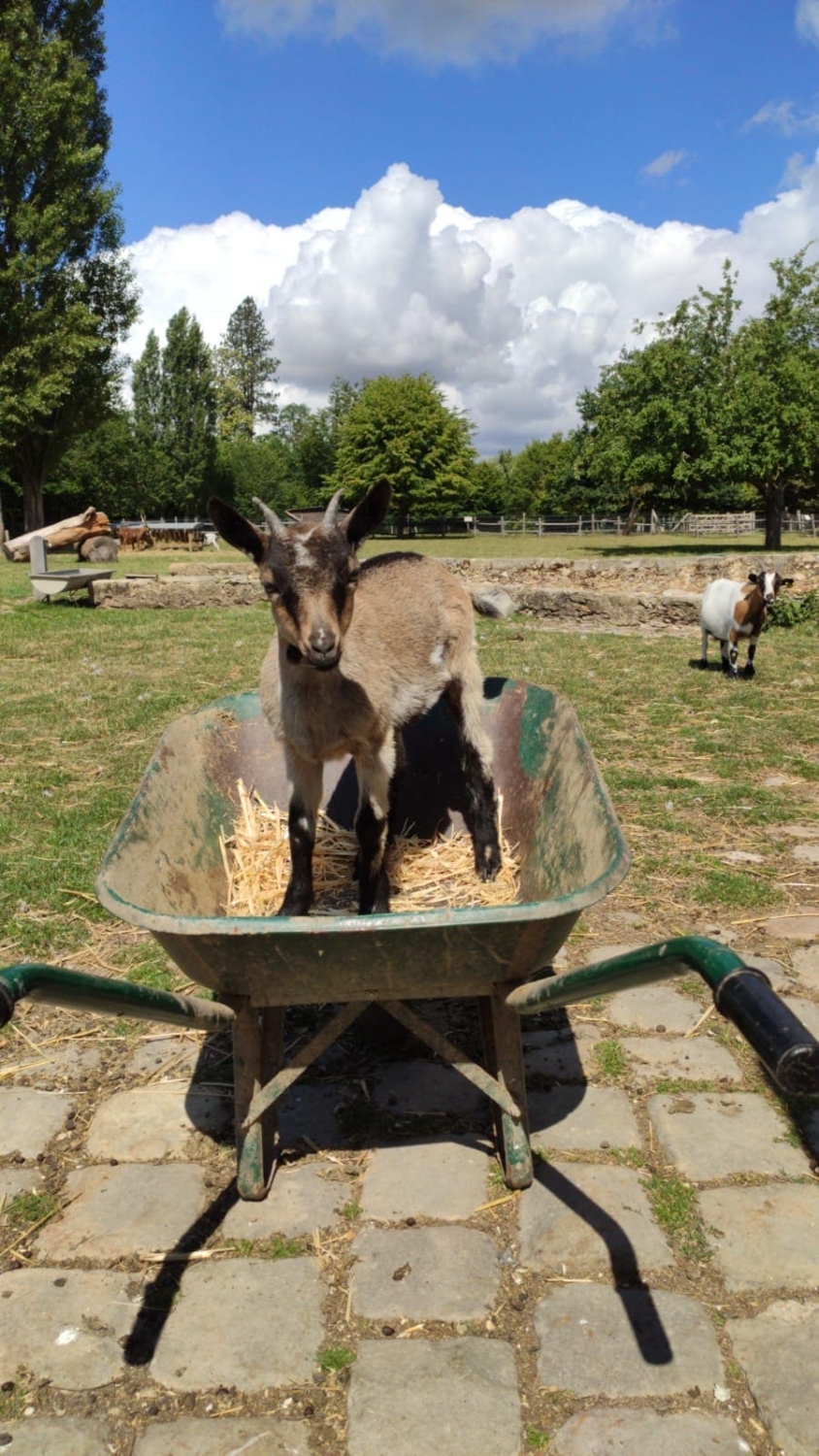 Laissée à l'abandon, une chèvre vivait sur le terrain d'une maison en ...