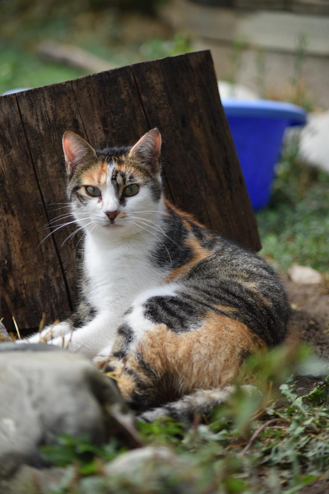 Portraits de chats à l'adoption au refuge de Carros - Fondation ...