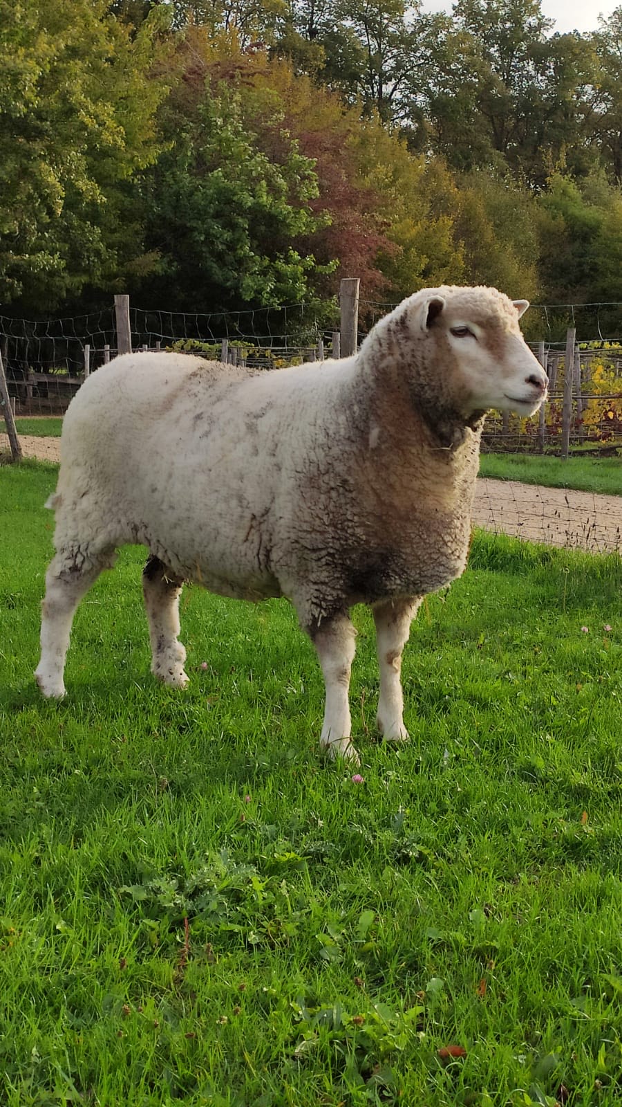 Présentation de "Dolly", une brebis prise en charge par la ferme ...