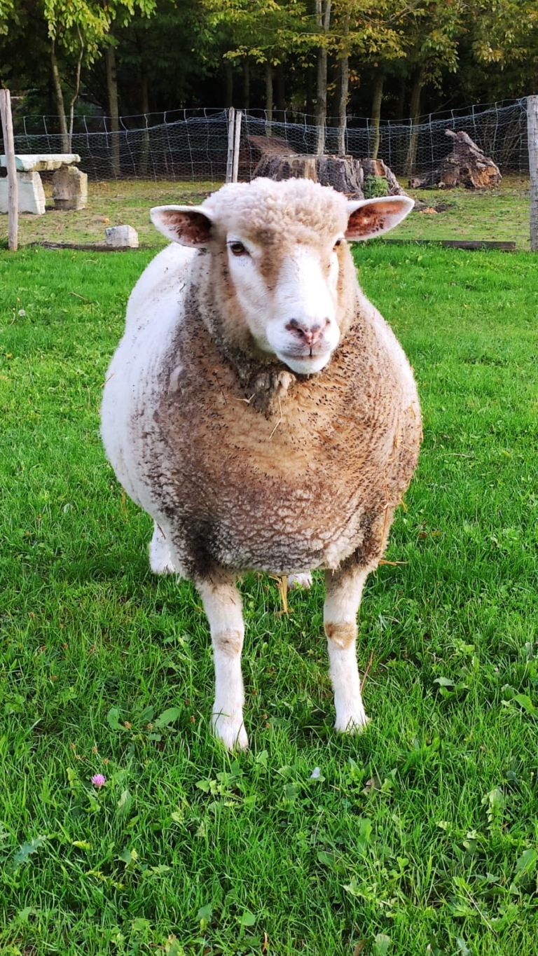 Présentation de "Dolly", une brebis prise en charge par la ferme ...