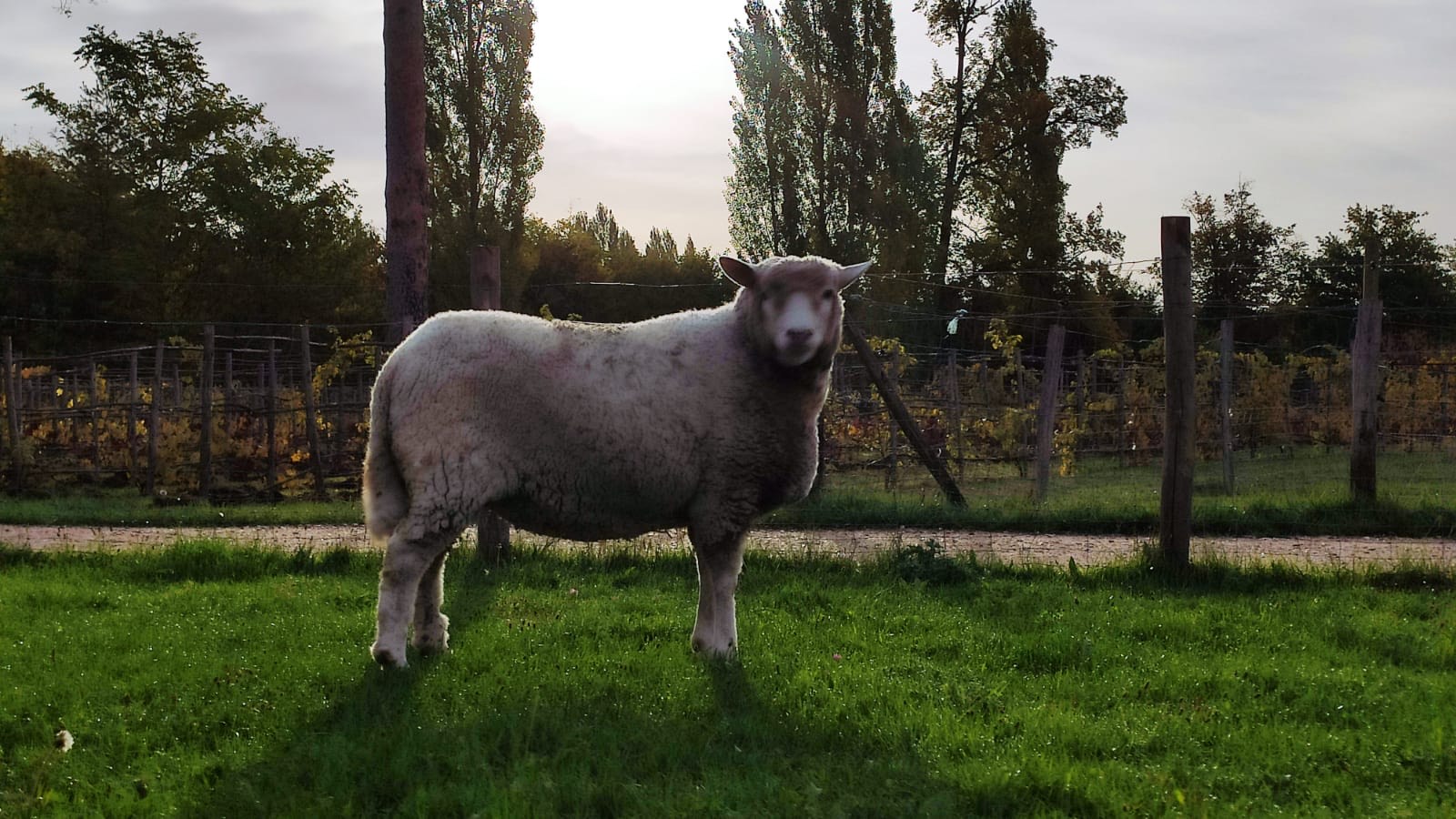 Présentation de "Dolly", une brebis prise en charge par la ferme ...