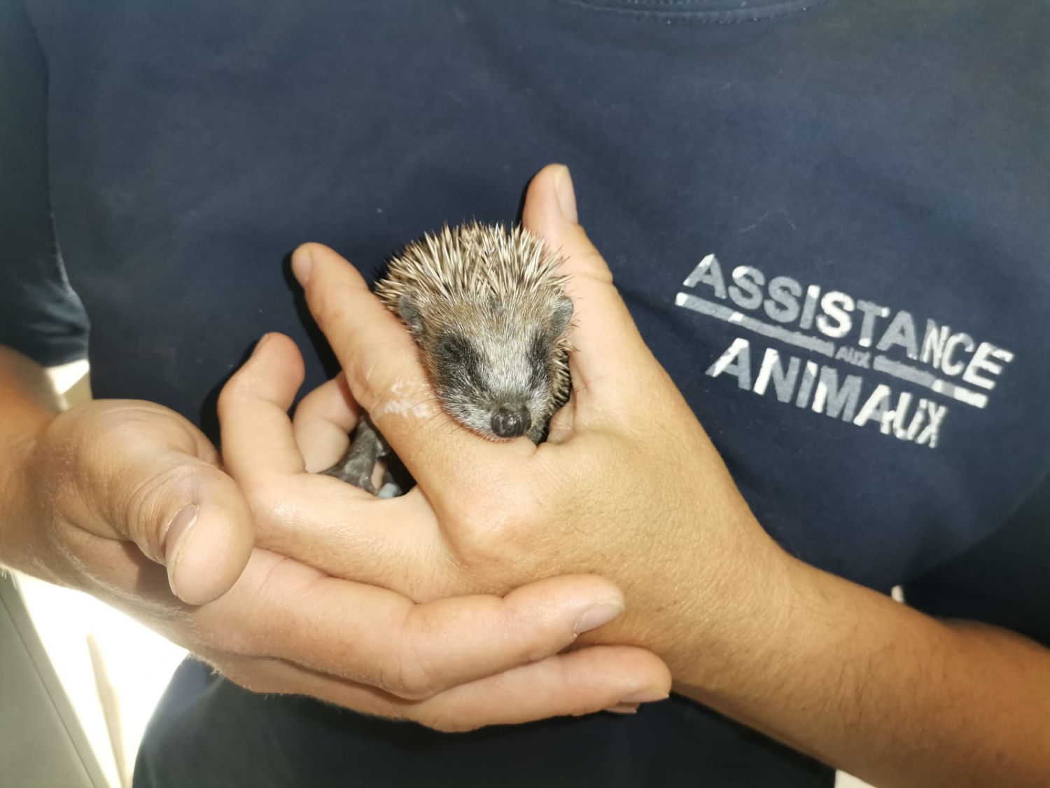 Prise en charge de bébés hérissons au refuge de Bellegarde ...