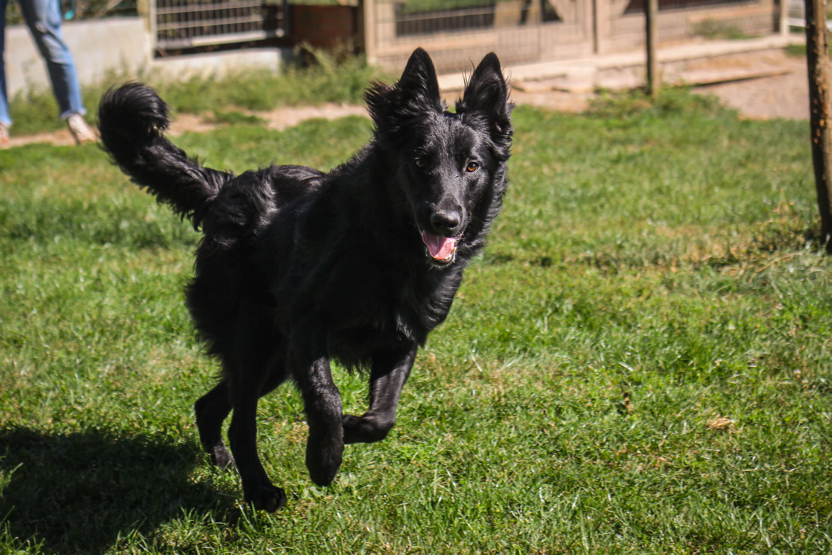 Portrait de Roupy, petit protégé du refuge de Villevaudé - Fondation ...