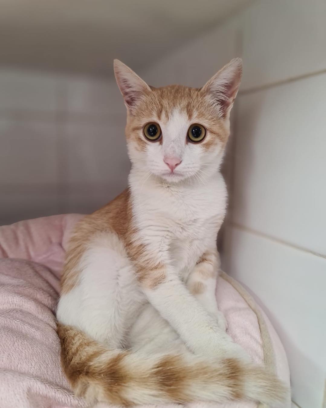 Abandonnés, deux chatons sont à l'adoption au refuge de Carros ...