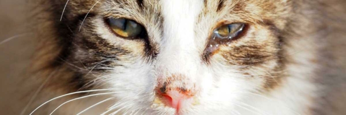 Le coryza du chat, comment le soigner ? - Fondation Assistance aux ...