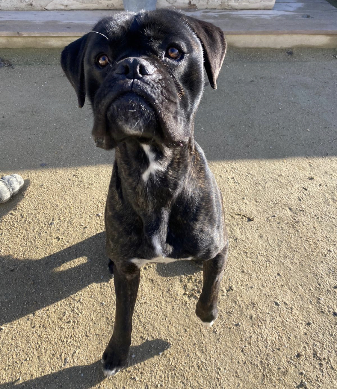 Vidéo : l'adoption de Rio - Fondation Assistance aux Animaux - Actualités