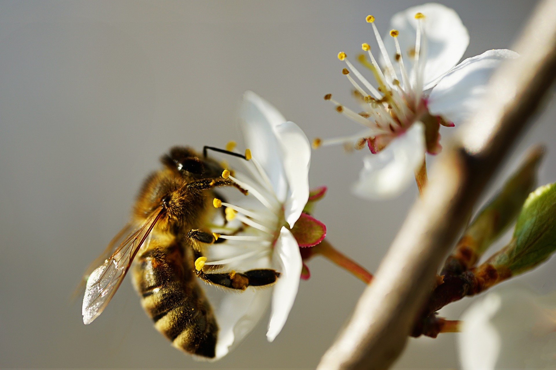 20 mai : journée mondiale des abeilles - Fondation Assistance aux ...