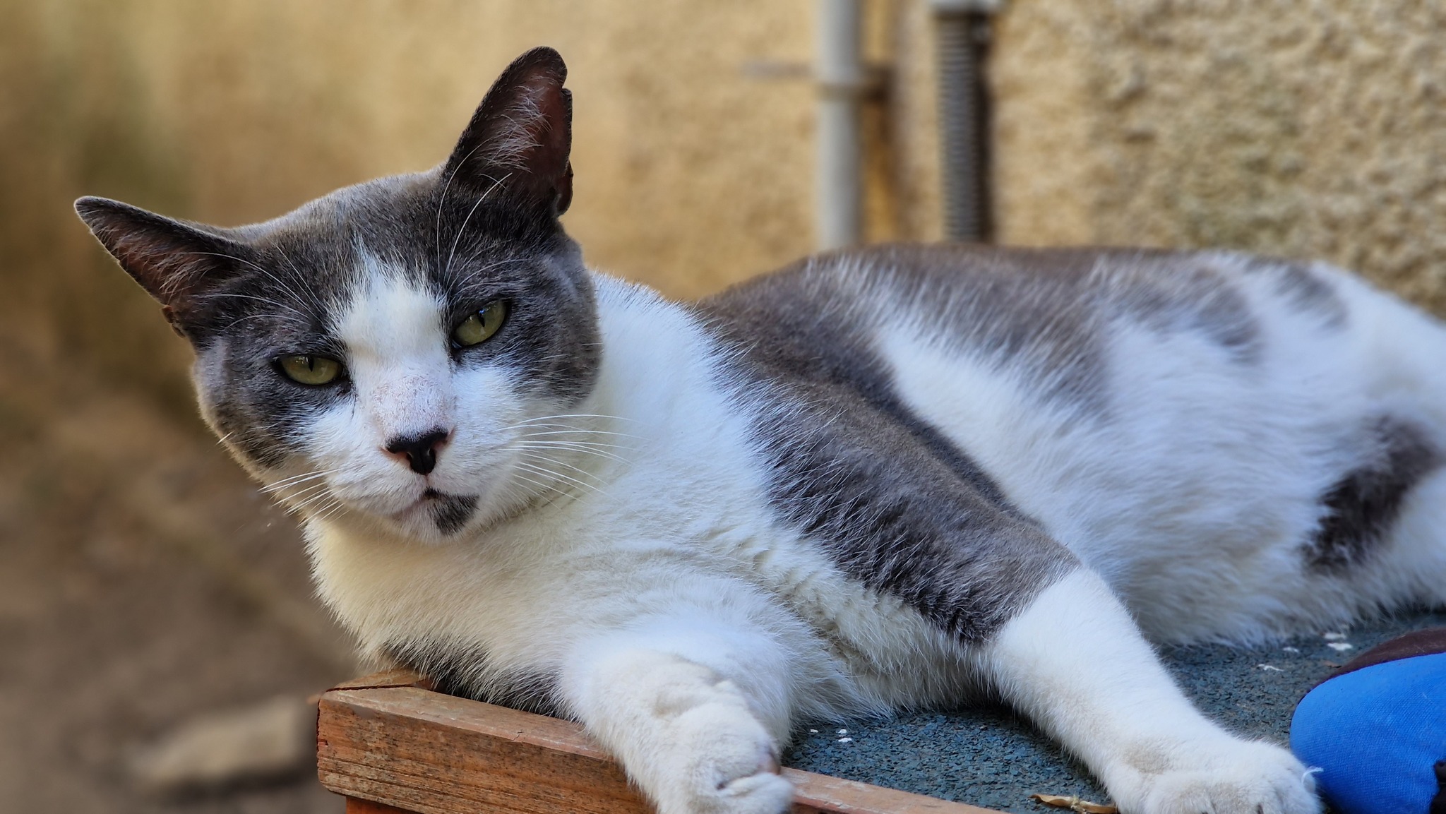 Faites un heureux, adoptez un chat : ils sont nombreux à attendre une ...