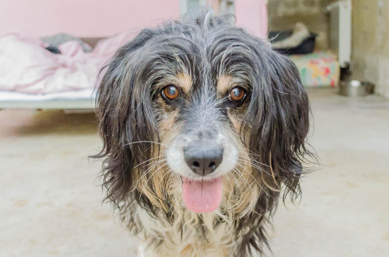 Adoptez-le : Victor a 11 ans et recherche un panier de retraite au ...