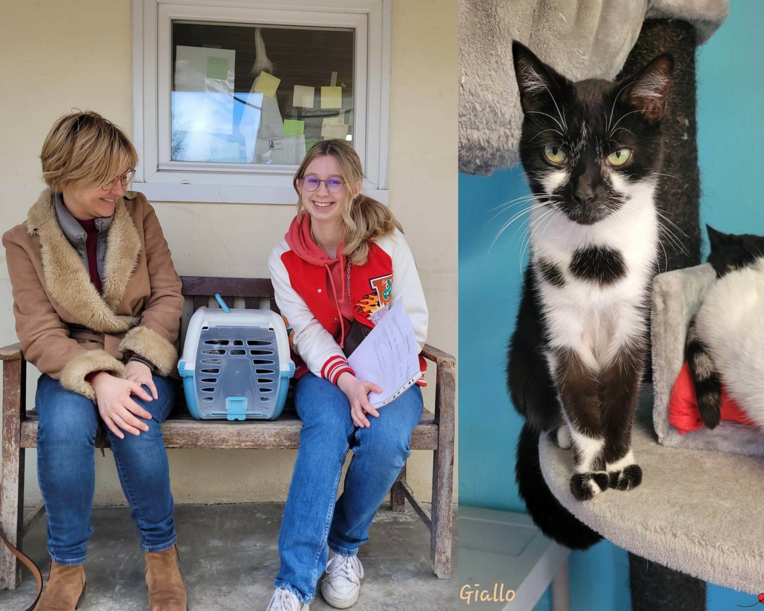 Faites un heureux, adoptez un chat dans l'un des refuges de la ...