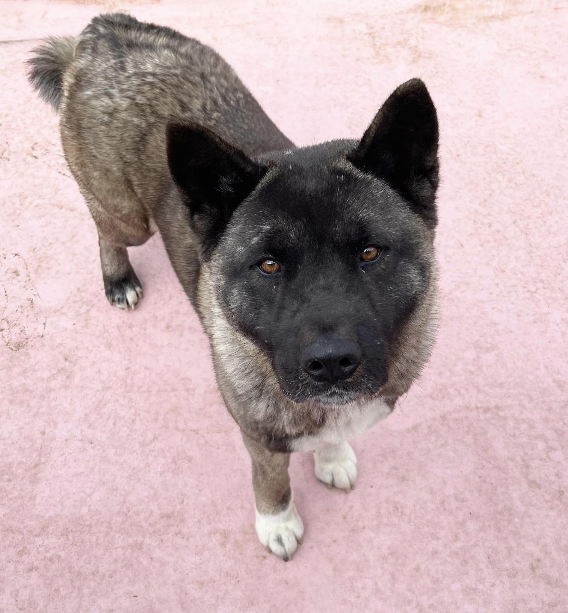 À l'adoption au refuge de Carros - Fondation Assistance aux Animaux ...