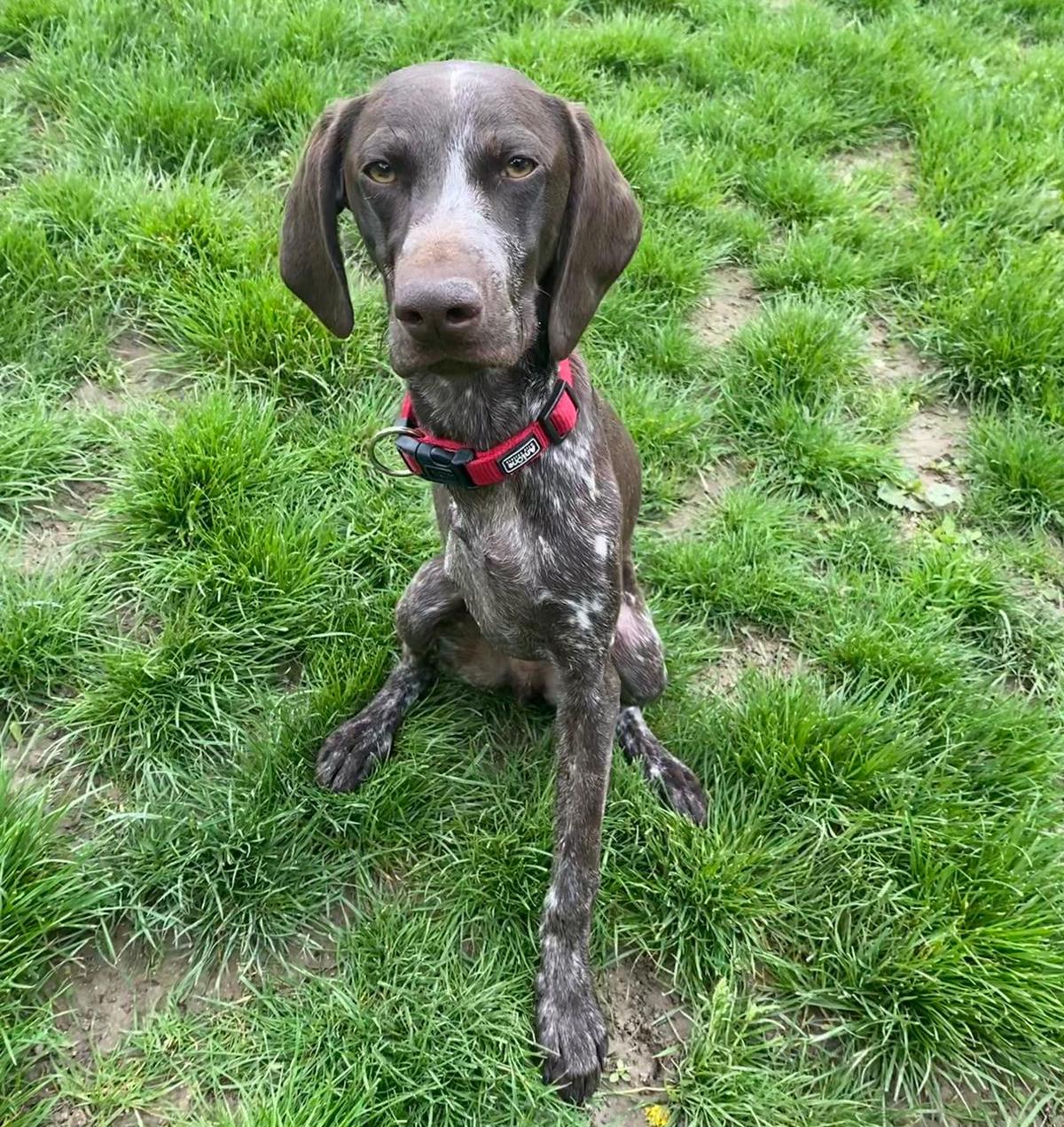 Patoche, 7 mois, recherche une famille pour la vie. - Fondation ...