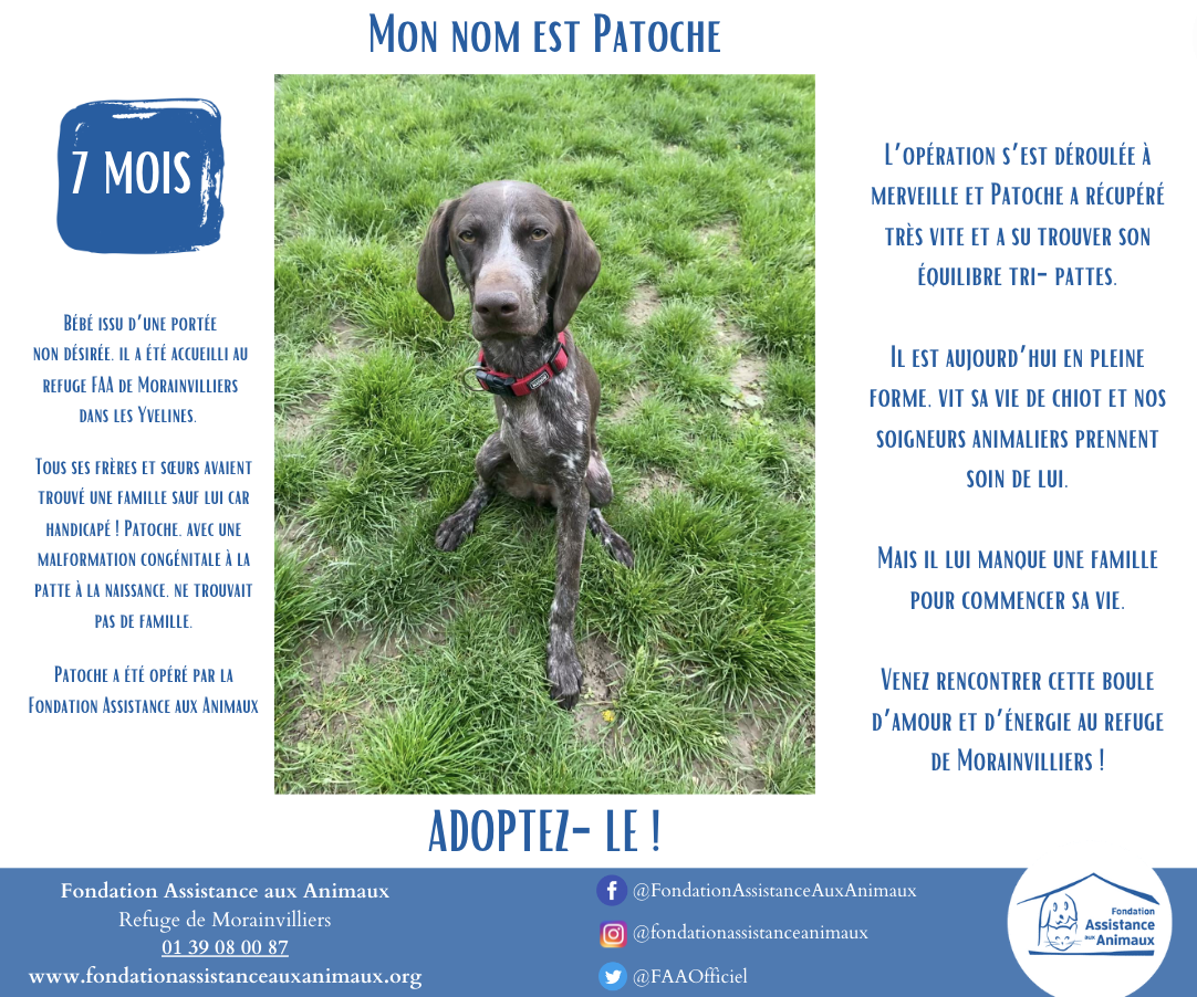 Patoche, 7 mois, recherche une famille pour la vie. - Fondation ...