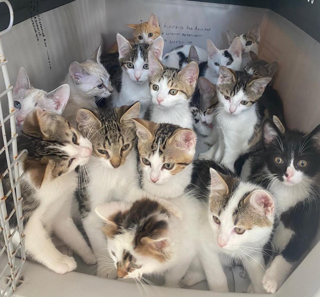 De nombreux chatons sont à l'adoption ! - Fondation Assistance aux ...