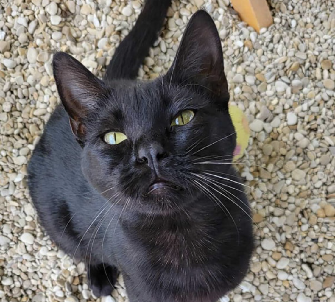 Journée internationale du chat noir ! - Fondation Assistance aux Animaux - Actualités