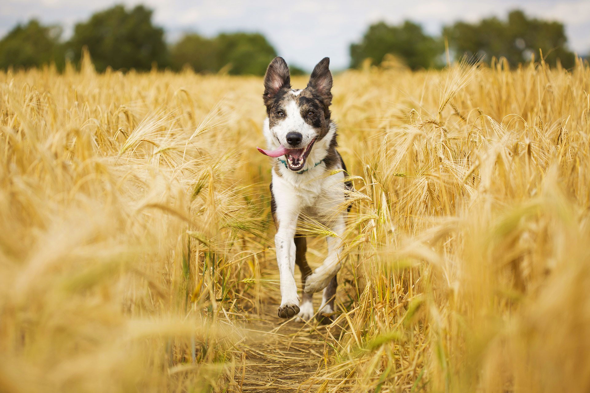 La saison des épillets : attention à vos compagnons - Fondation ...