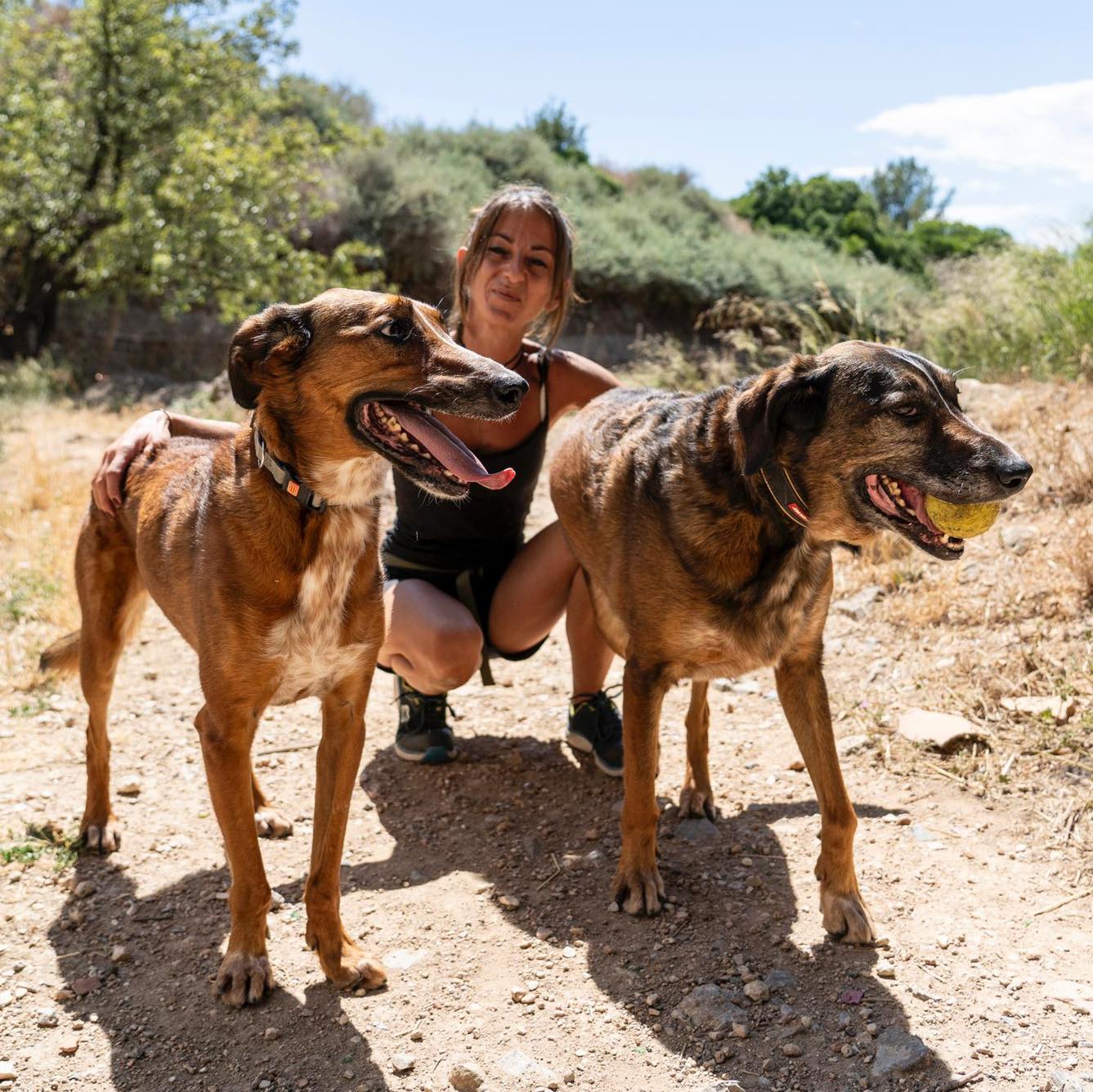 Nouba et Fox, deux inséparables du refuge de Toulon - Fondation ...