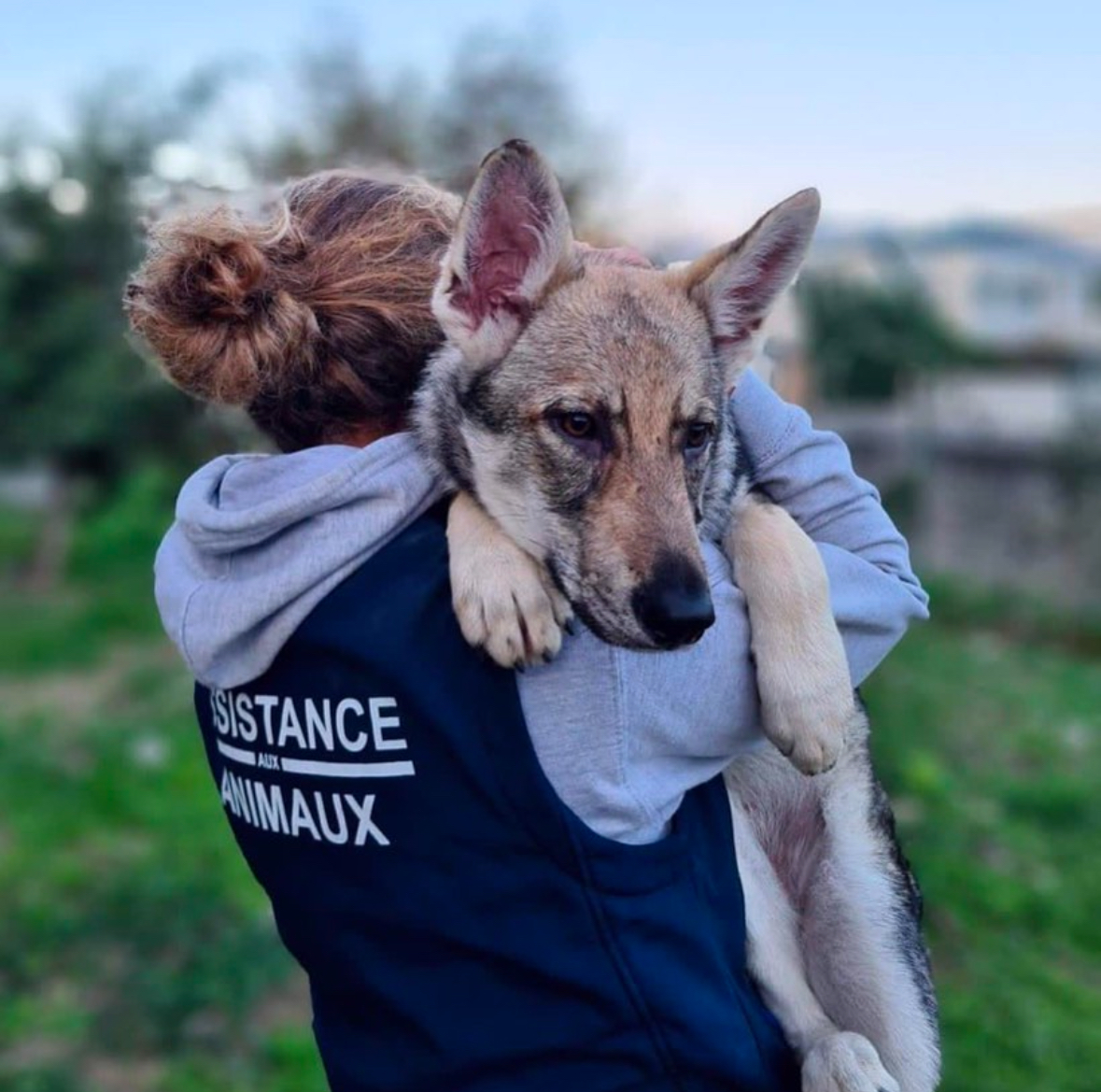 10 décembre : journée internationale pour les droits des animaux - Fondation Assistance aux ...