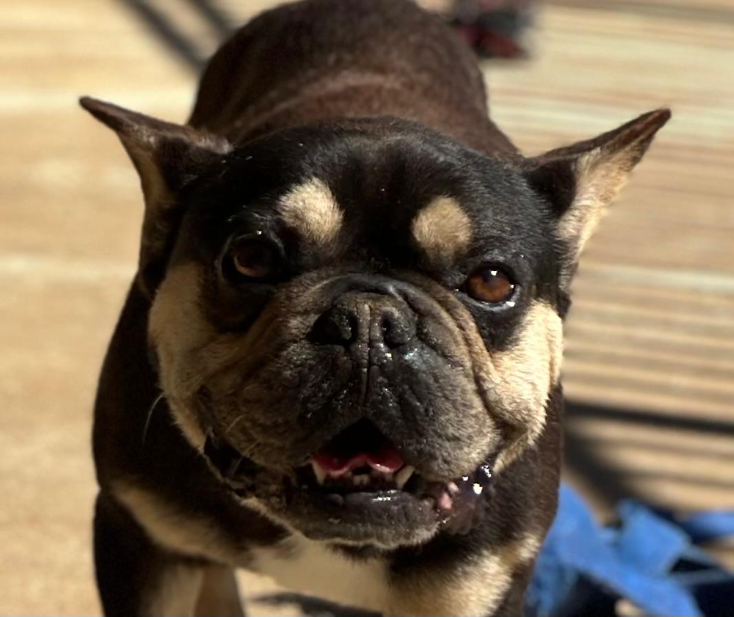 Portrait de Bitcho, à l'adoption au refuge de Bellegarde - Fondation ...