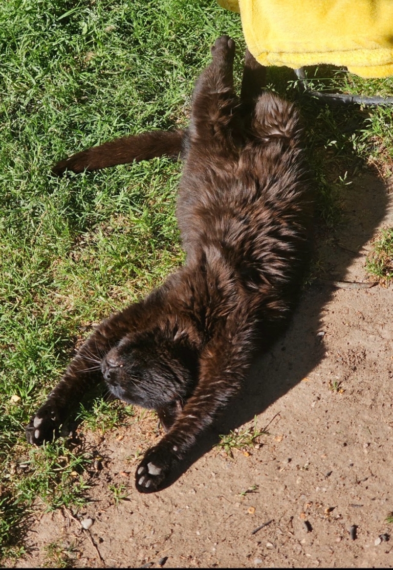 Leotaud… ou Toto pour les intimes ! - Fondation Assistance aux Animaux ...